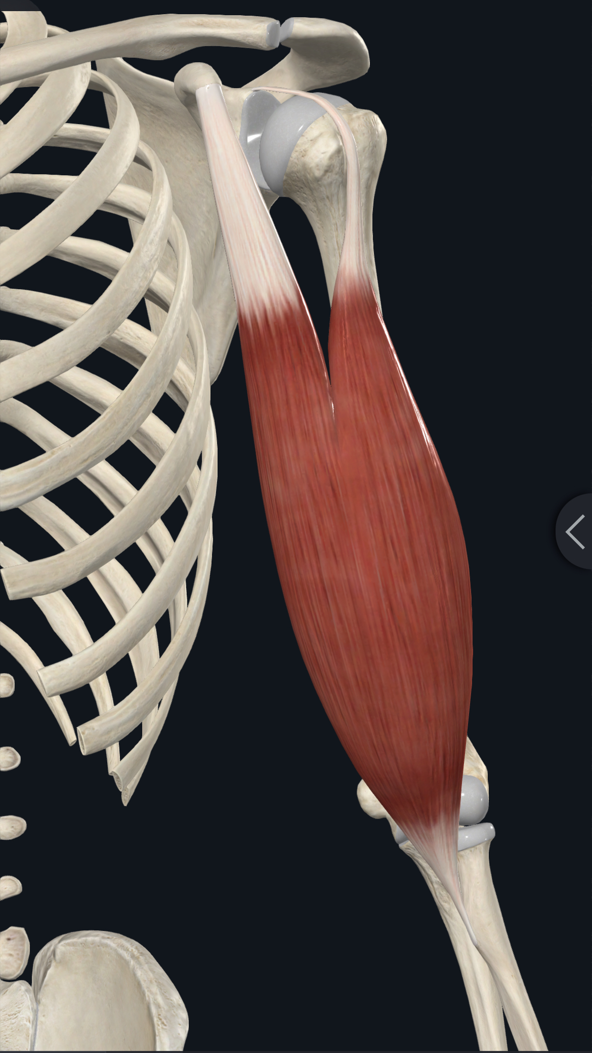 Biceps tendinitis or tendinopathy – Moveology Blog